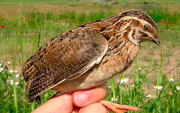 Nuestros animales - adnEH